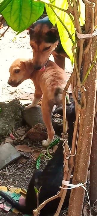 දුර ඈත ඉදින් කෑම ගෙනත් අපෙ පොඩි බඩ පුරවා නිතර ඇවිත් බලලා අපිව රැක ගන්නේ අම්මා Mother Brings Us