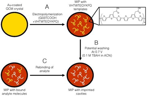 Electrochemically Molecularly Imprinted Polymers E Mips Artificial Enzymes Or Bio Sensors