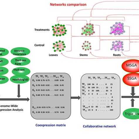 Comparison Of Collaborative Subnetworks Derived From Ssga Or Msga With