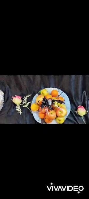 گرگیعان پرشور