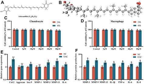 Astaxanthin Prevents Osteoarthritis By Blocking Rspo2 Mediated Wnt β Catenin Signaling In