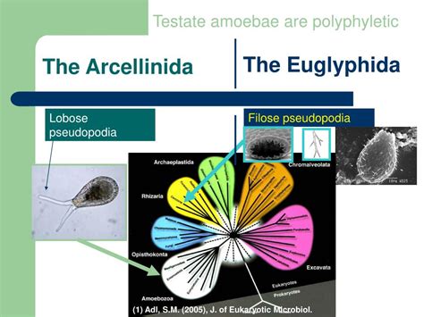 Ppt Molecular Phylogeny Of The Arcellinida Powerpoint Presentation