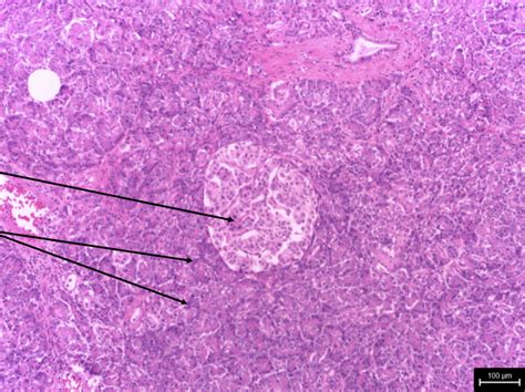 Microscope Diagram Quizlet