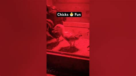 Naughts Chicks 🐣 Shorts Funny Youtube