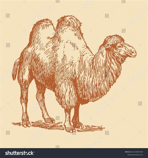 Bactrian Camel Clipart Vector Illustration Stock Vector Royalty Free 2219071067 Shutterstock