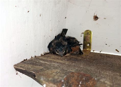 Fészek Helyett Egészen Meglepő Helyen Nevelt Fiókákat Egy Füsti Fecske Pár A Kiskunságban Lelépő