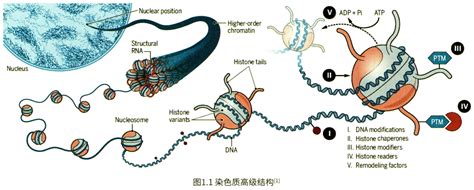 基础知识 基础知识 表观遗传学 《组学分析》 极客文档