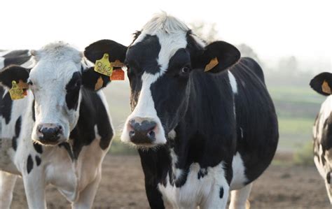 Hipra On Linkedin Efficacy Of A Subunit Vaccine Against Streptococcus Uberis