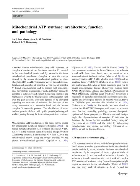 Mitochondrial Atp Synthase Download Free Pdf Mitochondrion Molecular Biology