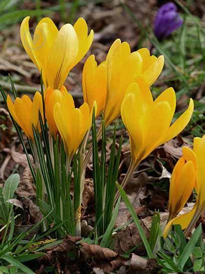 ᐉ Бульбоцибулина крокуса великоквіткового жовтого 4 шт • Краща ціна в Києві Україні • Купити в