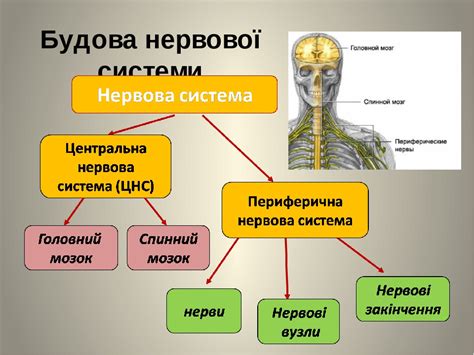 Презентація Будова і функції нервової системи до уроку біології у 8 класі