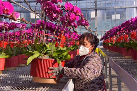 河北安国：花卉种植 助农增收 新华网