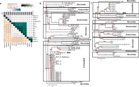 A Percentage Sequence Similarity Between Vpmcc14 And Closely Related