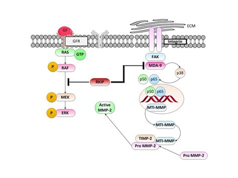The Squirrels Nest Extracellular Matrix Vs Intracellular Pathway