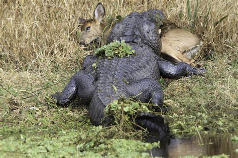 Golden Eagle Nest With Spur Thighed Tortoise Prey Which They Crack Open By Flying Up And