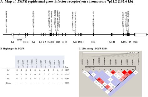 Physical Map Haplotypes And Lds Of Egfr Epidermal Growth Factor