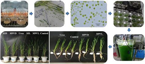 Frontiers Application Of Microalgae Chlamydomonas Applanata M9v And