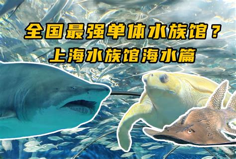 国内最强单体水族馆？上海海洋水族馆海水篇！ 爱养鱼的卓林 爱养鱼的卓林 哔哩哔哩视频