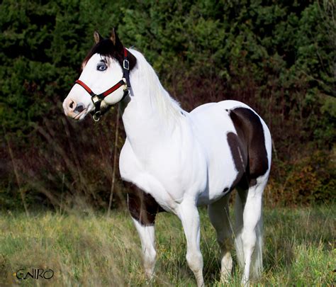Paint Horse Wallpaper 40 Images