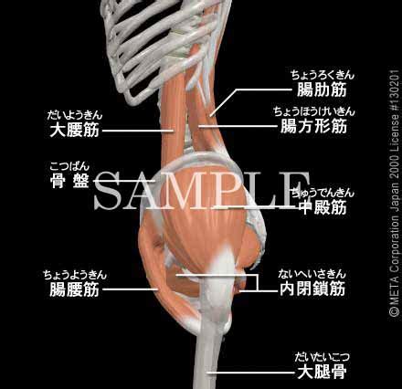 腰部下肢帯の筋 7 8