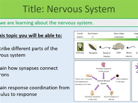 Nervous System Lesson Gcse Biology Teaching Resources