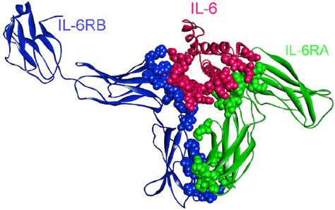 The Structure Of Il 6 Il 6ra And Il 6rb Complex Pdb Codechains