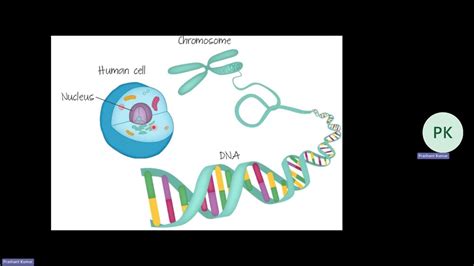 Igcse Ch 17 Inheritance Youtube
