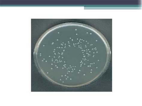 Bacterial Count Ppt Lllllllllllllllllllll Ppt
