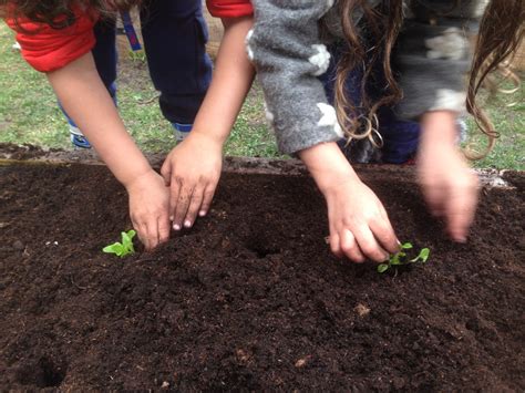 Vegetable Gardening For Beginners The Basics Of Planting School