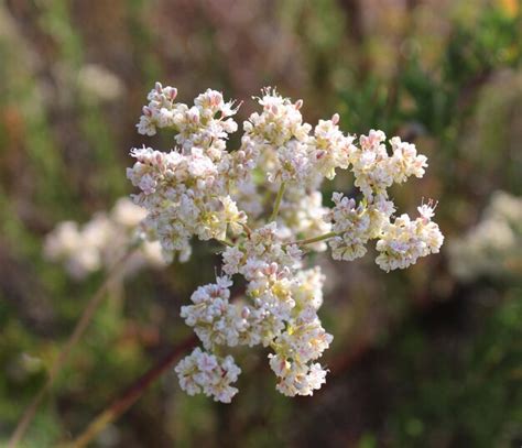 California Buckwheat Flower At Paul Brower Blog