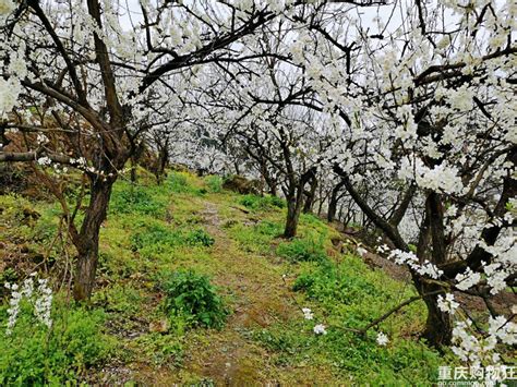 2021年渝北印盒李花节的第一天【2021赏花记】 游山玩水 重庆购物狂