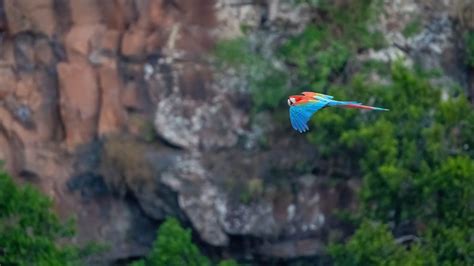 Wallpaper Macaw Parrot Bird Flight Hd Picture Image
