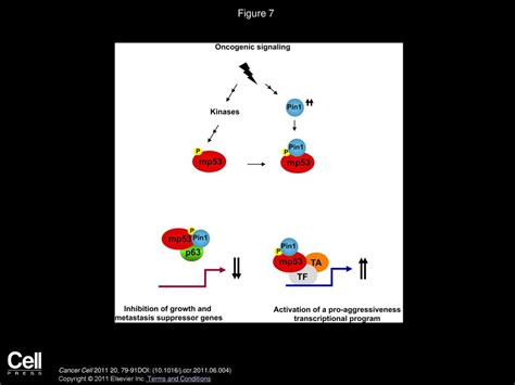 A Pin1 Mutant P53 Axis Promotes Aggressiveness In Breast Cancer Ppt