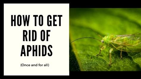 How To Get Rid Of Aphids Flowers Across Melbourne