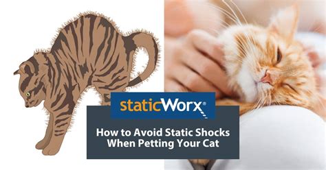 Shock Free How To Avoid Static Shocks When Petting Your Cat