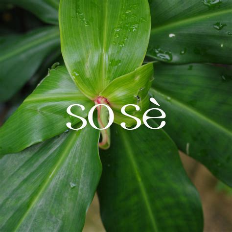 The Evolution And History Of Sex Toys Sose