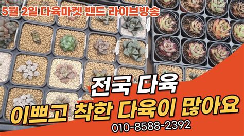 다육마켓밴드 라이브 전국다육 이쁘고 착한 다육이가 가득해요 5월 2일 판매방송 Youtube