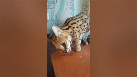 Сервал кушает сервал Serval алабайхаски Youtube