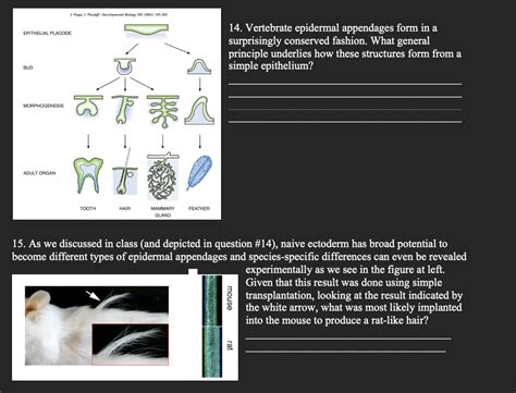 Solved Answer Both Questions 14 ﻿vertebrate Epidermal
