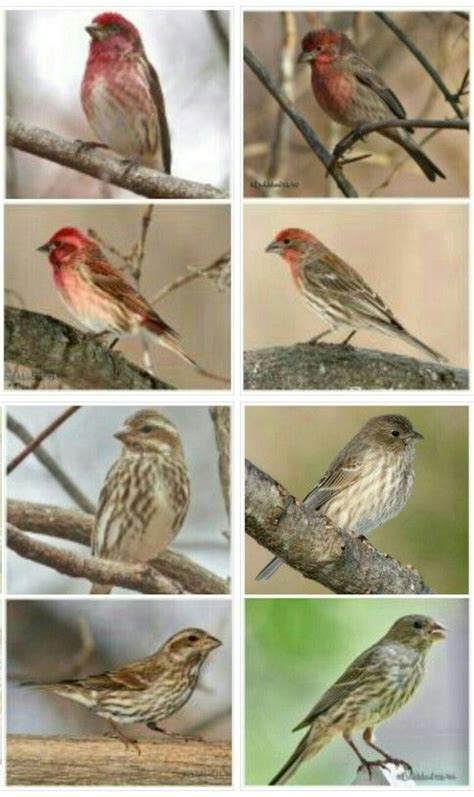 Purple Finches Vs Red House Finches Male Vs Female