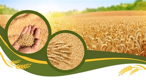 Дуудлага худалдаагаар 419 сая төгрөгийн үрийн буудайн арилжаа хийгджээ Хүнсний хувьсгал