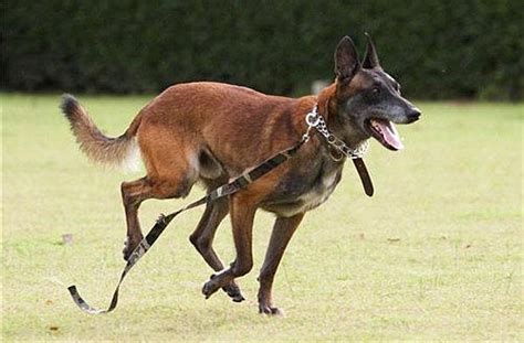 奔跑的马犬图片 宠物王