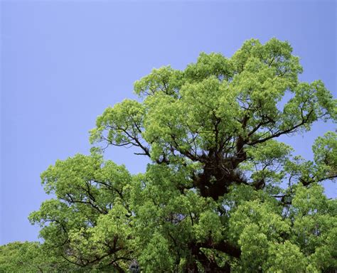 Tree Pollen Allergy Field Guide From Allergic Living