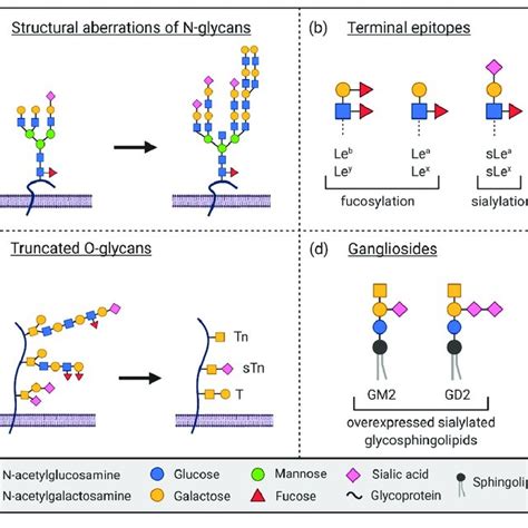 Lectins And Their Glycan Interaction Partner Physiologically In Cancer