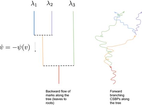 Duality Between Branching Csbps And The Coalescing Particle System Download Scientific Diagram
