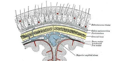 The Scalp Medical Exam Prep