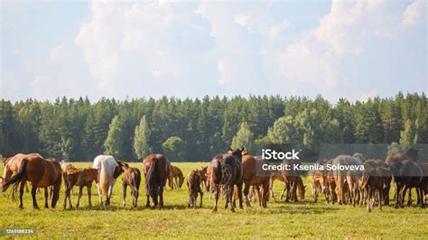 말 농장의 목초지에서 다양한 색상의 아름다운 말이 풀을 뜯습니다 아름다운 자연과 가문비 나무 숲의 배경에 말의 뒷모습 말 사육 축산 0명에 대한 스톡 사진 및 기타 이미지