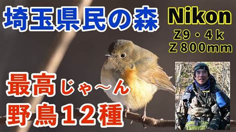 埼玉県民の森 オオマシコさん情報Nikon Z9 Z800mm 4k マヒワアトリ ウソなど12種 YouTube