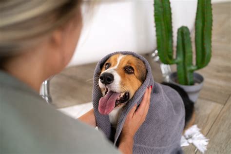 What Are The Benefits Of Dog Massage Therapy The Dune Dogs