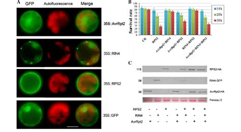 Subcellular Localization And Hypersensitive Response In Populus